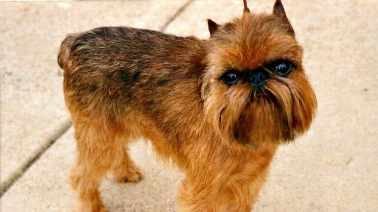 Süs Köpekleri: Birbirinden Sevimli 31 Süs Köpeği Cinsi ve Özellikleri