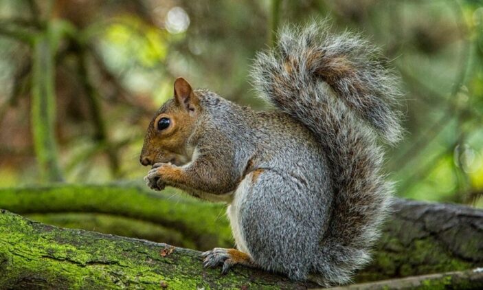 Sincaplar Hakkında Muhtemelen Daha Önce Duymadığınız 18 Bilgi