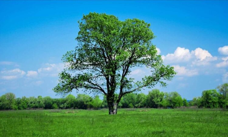 Öğrendiğiniz Anda Ekoloji Bilginizi Arşa Çıkaracak Ağaçlar Hakkında 28 ...