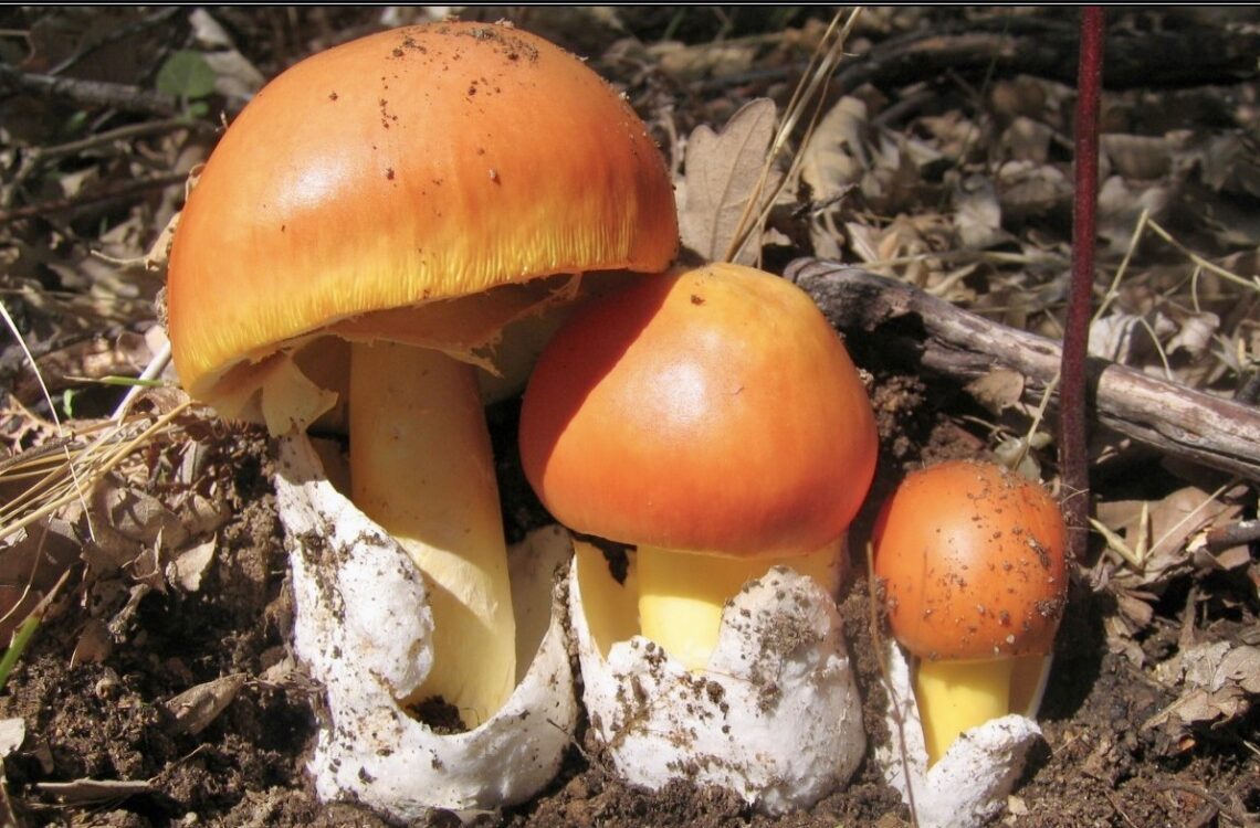 Mantar Çeşitleri: Yenilebilir ve Zehirli Mantarlar | ListeList.com