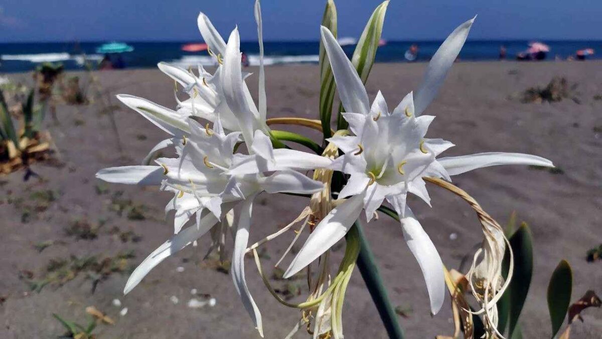 Nesli Tükenen Bitkiler Nelerdir? | ListeList.com