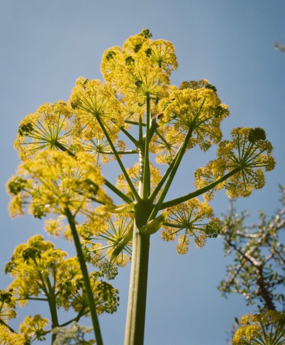 Nesli Tükenen Bitkiler Nelerdir? | ListeList.com