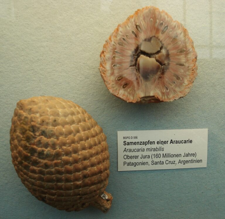 Nesli Tükenen Bitkiler Nelerdir? | ListeList.com