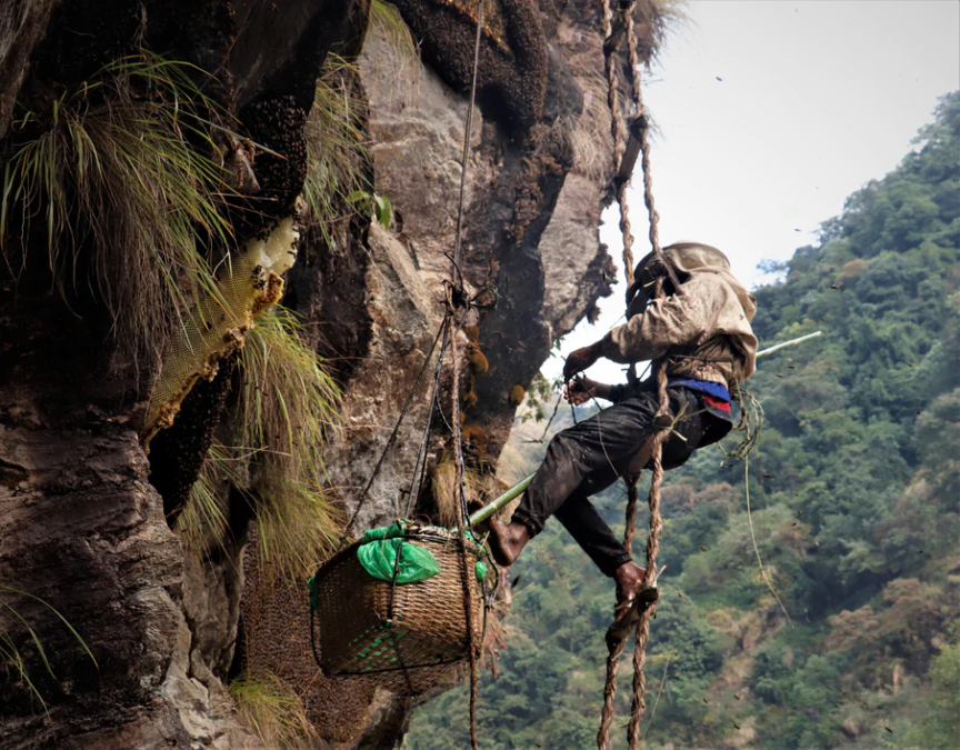 Nepal ve Karadeniz’deki Çiçeklerden Elde Edilen Halüsinojenik Gıda ...