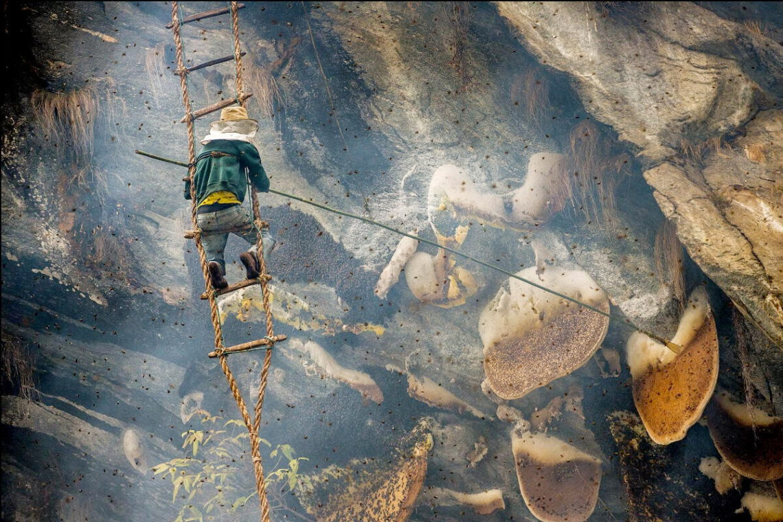 Nepal ve Karadeniz’deki Çiçeklerden Elde Edilen Halüsinojenik Gıda ...