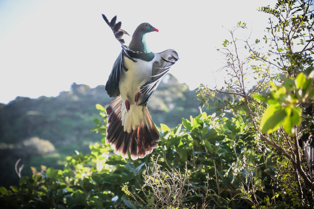 Yeni Zelanda’nın Sarhoş Güvercini: Kereru Kuşu | ListeList.com