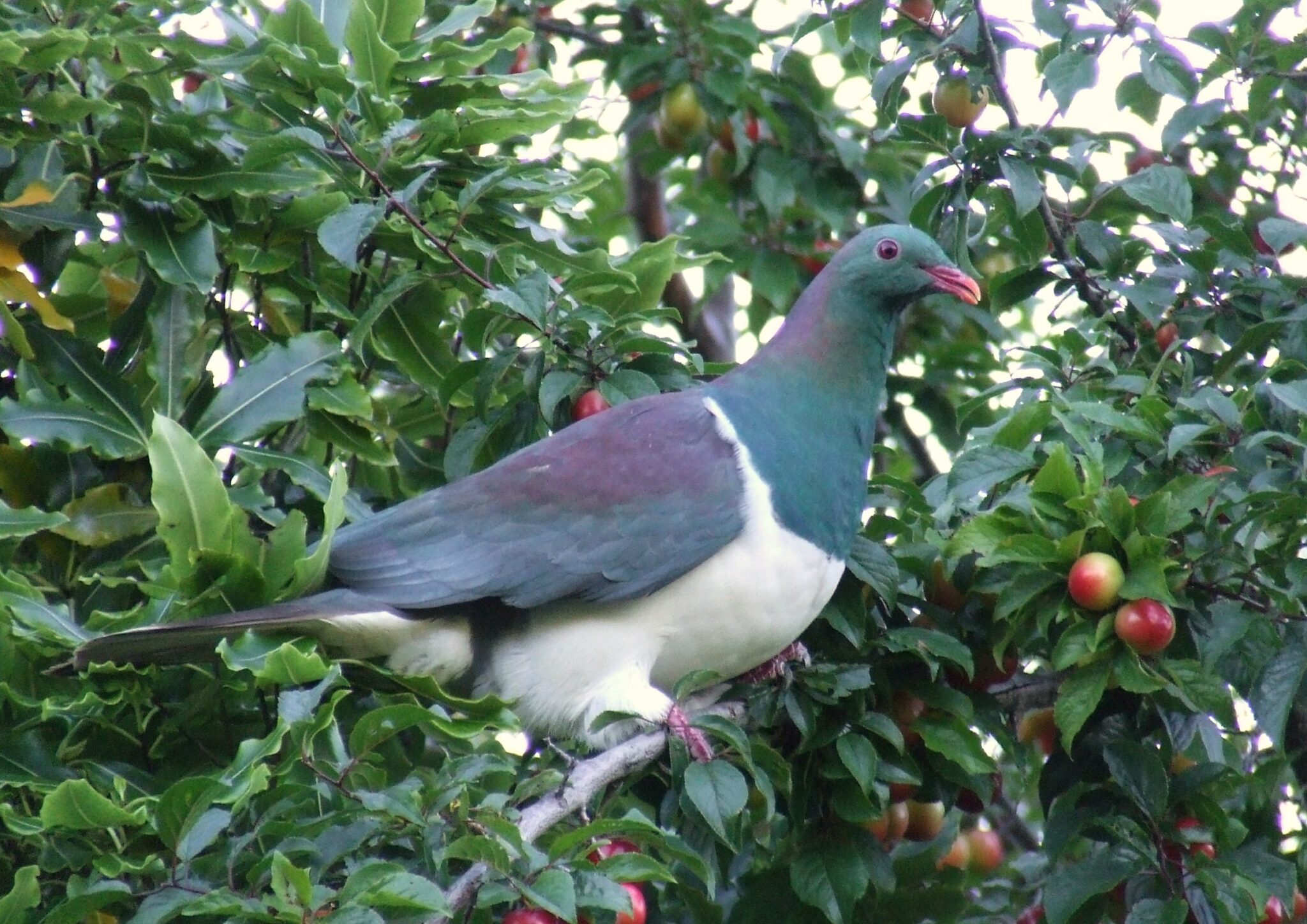 Yeni Zelanda’nın Sarhoş Güvercini: Kereru Kuşu | ListeList.com