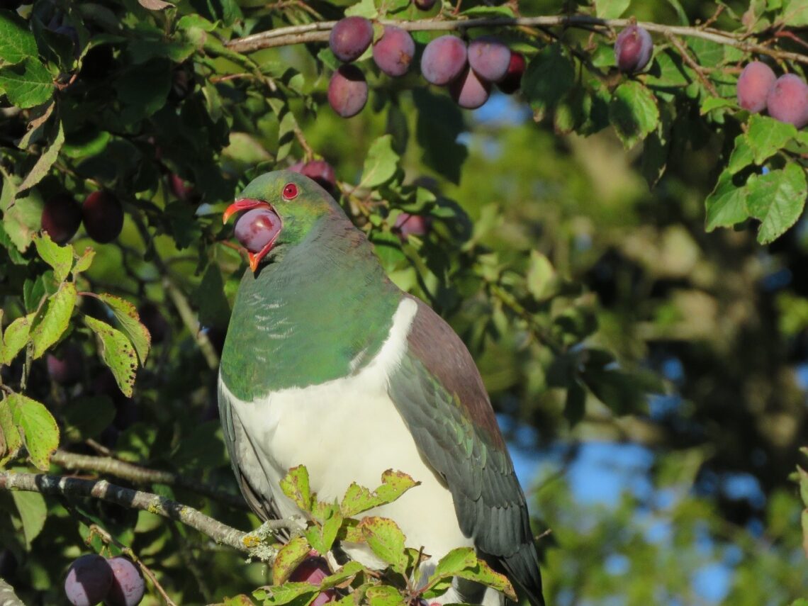 Yeni Zelanda’nın Sarhoş Güvercini: Kereru Kuşu | ListeList.com