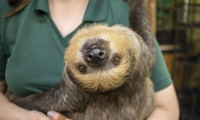 Tembel Hayvanlar Hakkında Muhtemelen Daha Önce Duymadığınız 13 Bilgi