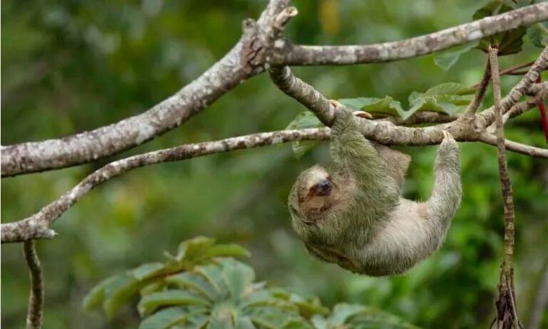 Tembel Hayvanlar Hakkında Muhtemelen Daha Önce Duymadığınız 13 Bilgi