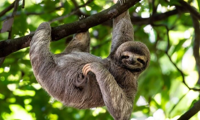 Tembel Hayvanlar Hakkında Muhtemelen Daha Önce Duymadığınız 13 Bilgi