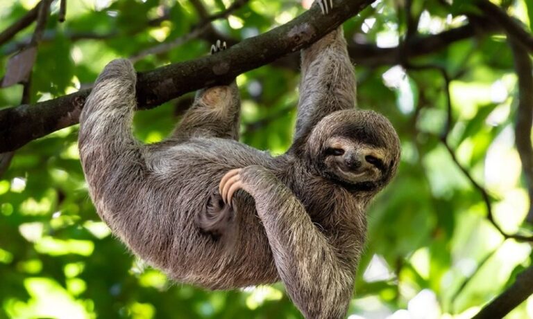 Tembel Hayvanlar Hakkında Muhtemelen Daha Önce Duymadığınız 13 Bilgi