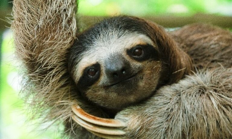Tembel Hayvanlar Hakkında Muhtemelen Daha Önce Duymadığınız 13 Bilgi