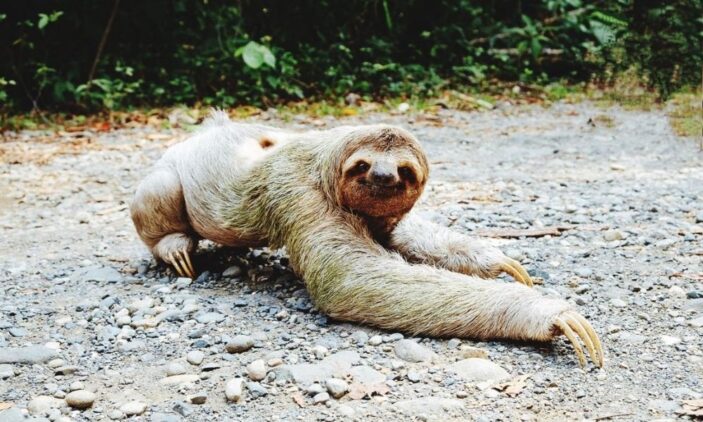 Tembel Hayvanlar Hakkında Muhtemelen Daha Önce Duymadığınız 13 Bilgi
