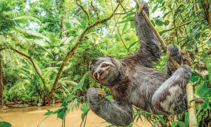 Tembel Hayvanlar Hakkında Muhtemelen Daha Önce Duymadığınız 13 Bilgi