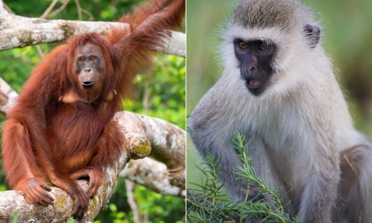 Maymunlar Hakkında Duyunca Çok Şaşıracağınız 19 İlginç Bilgi