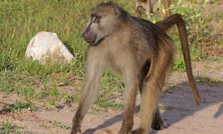 Maymunlar Hakkında Duyunca Çok Şaşıracağınız 19 İlginç Bilgi