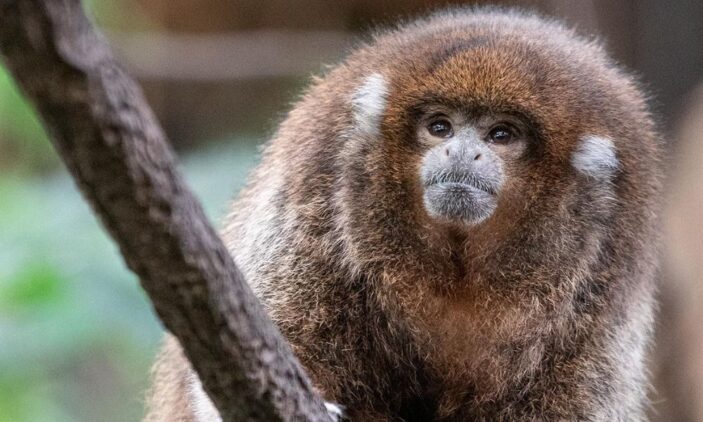 Maymunlar Hakkında Duyunca Çok Şaşıracağınız 19 İlginç Bilgi