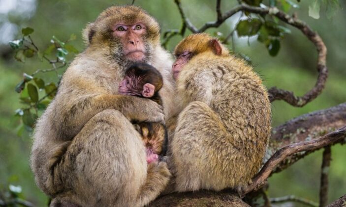 Maymunlar Hakkında Duyunca Çok Şaşıracağınız 19 İlginç Bilgi