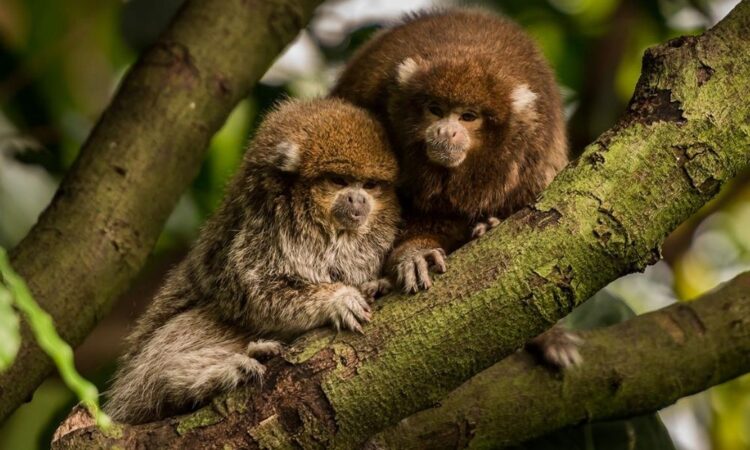 Maymunlar Hakkında Duyunca Çok Şaşıracağınız 19 İlginç Bilgi