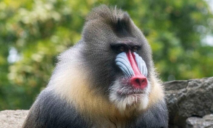 Maymunlar Hakkında Duyunca Çok Şaşıracağınız 19 İlginç Bilgi