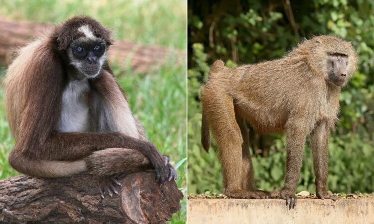 Maymunlar Hakkında Duyunca Çok Şaşıracağınız 19 İlginç Bilgi