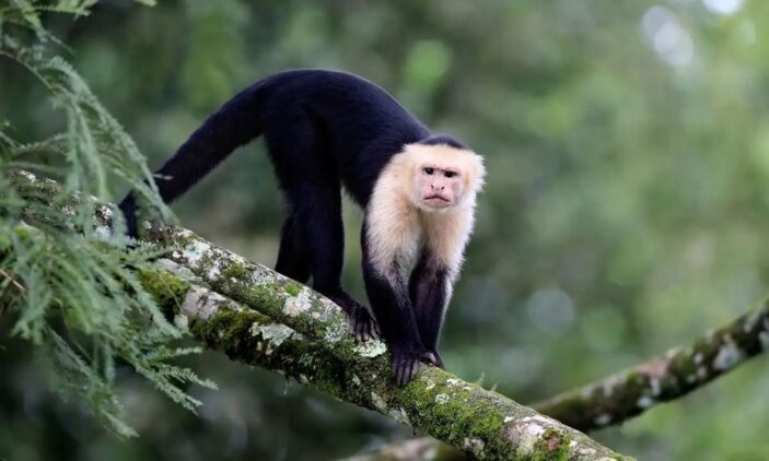 Maymunlar Hakkında Duyunca Çok Şaşıracağınız 19 İlginç Bilgi