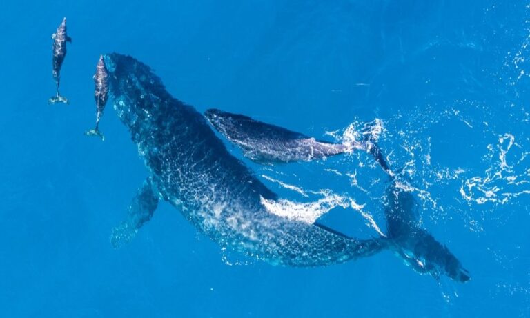 Balinalar Hakkında Muhtemelen Daha Önce Duymadığınız 17 Bilgi