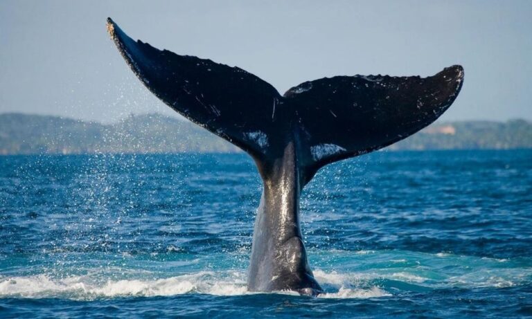 Balinalar Hakkında Muhtemelen Daha Önce Duymadığınız 17 Bilgi