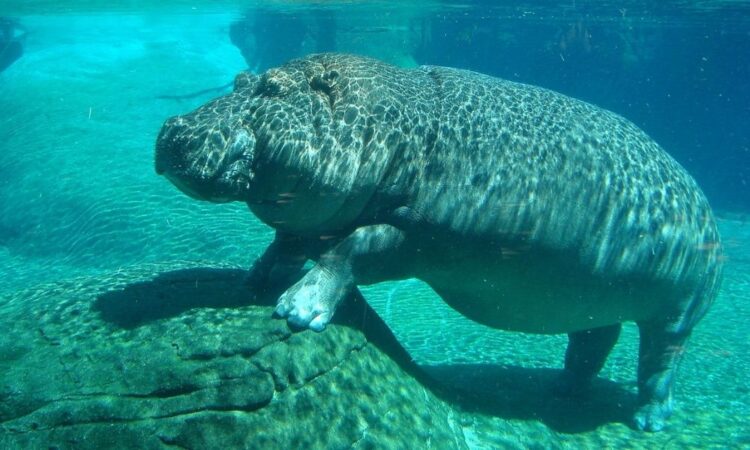 Balinalar Hakkında Muhtemelen Daha Önce Duymadığınız 17 Bilgi
