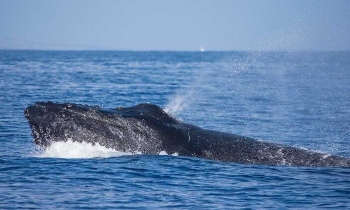 Balinalar Hakkında Muhtemelen Daha Önce Duymadığınız 17 Bilgi