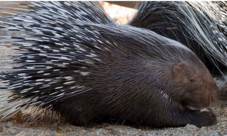 Oklu Kirpiler Hakkında İlginç Bilgiler | ListeList.com