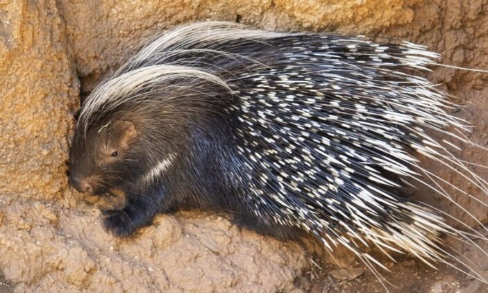 Oklu Kirpiler Hakkında İlginç Bilgiler | ListeList.com