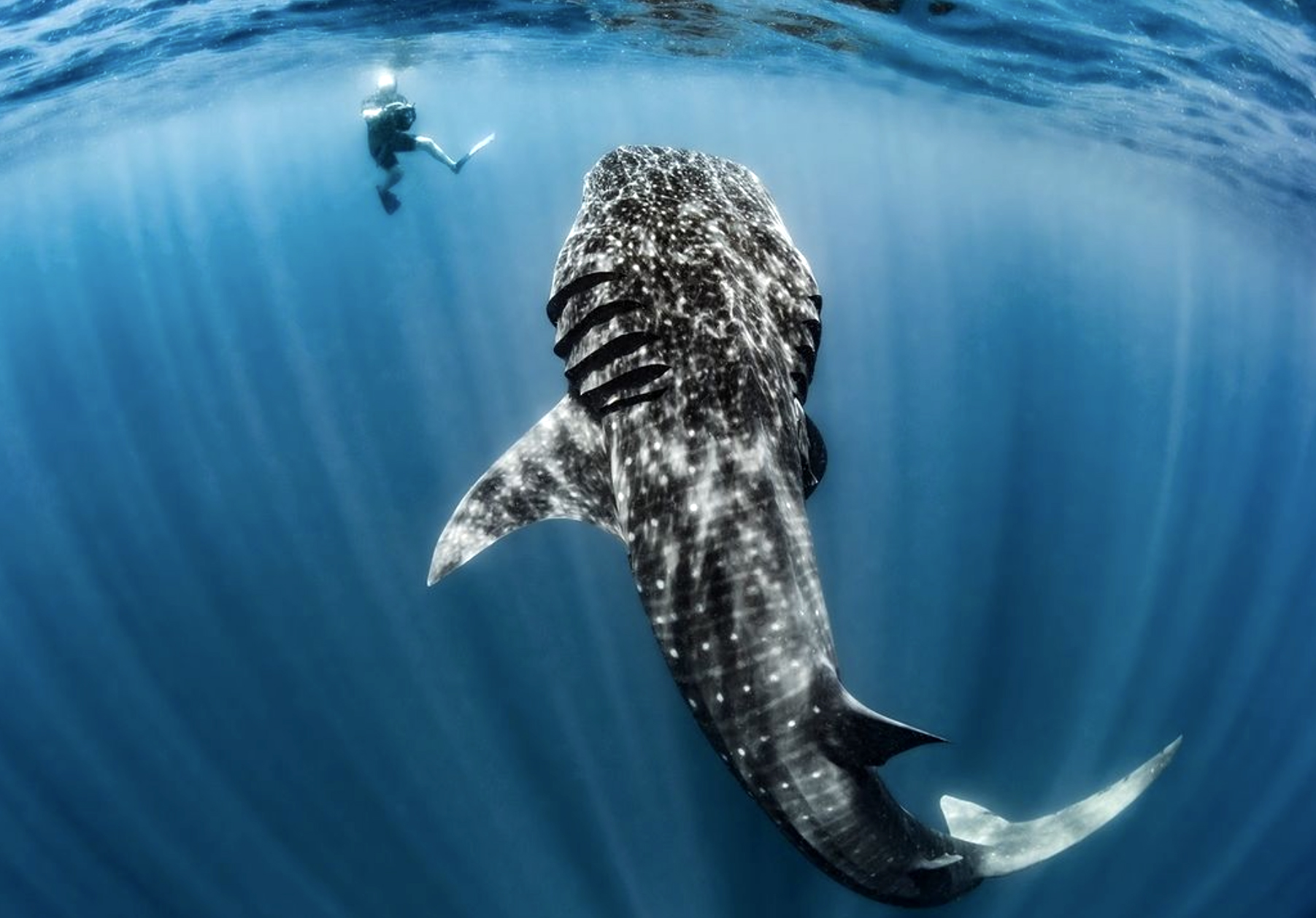 Gezegenimizi Keşfedebileceğiniz Seyahat Temalı En İyi Belgeseller