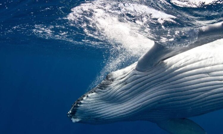Balinaları Kendi Yaşam Alanlarında Gözlemlemek İçin Dünyadaki En İyi 12 Yer