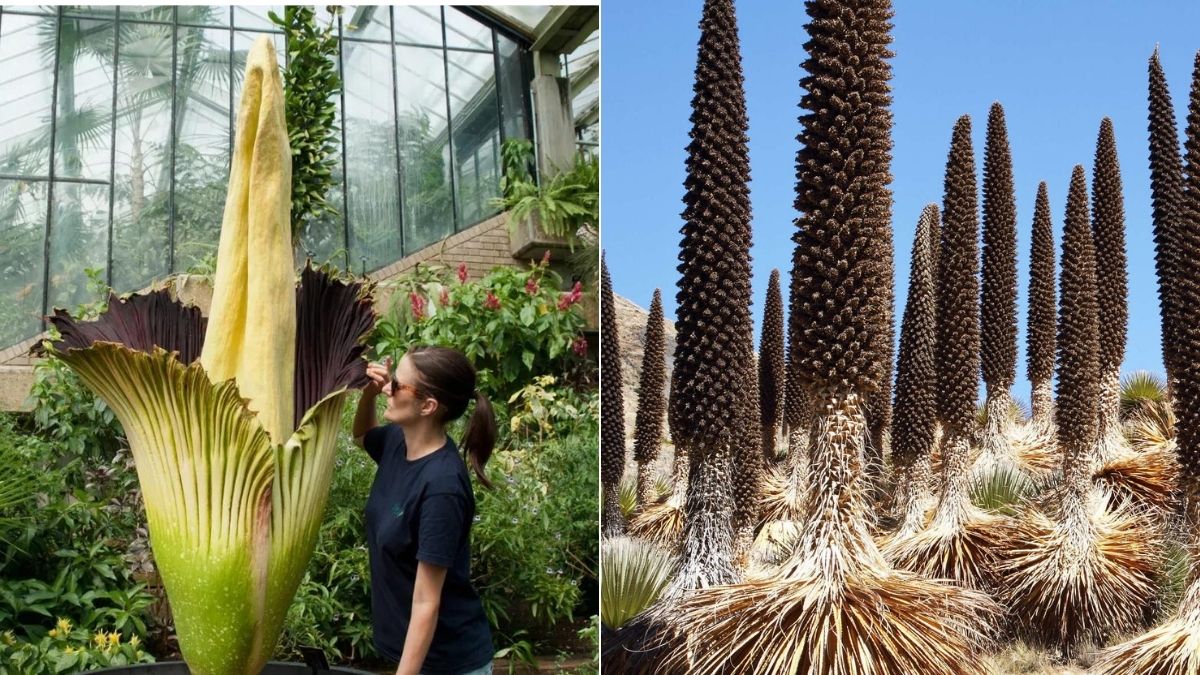 Devasa Boyutlarıyla Şaşkınlık Uyandıran Dünyanın En Büyük Çiçekleri