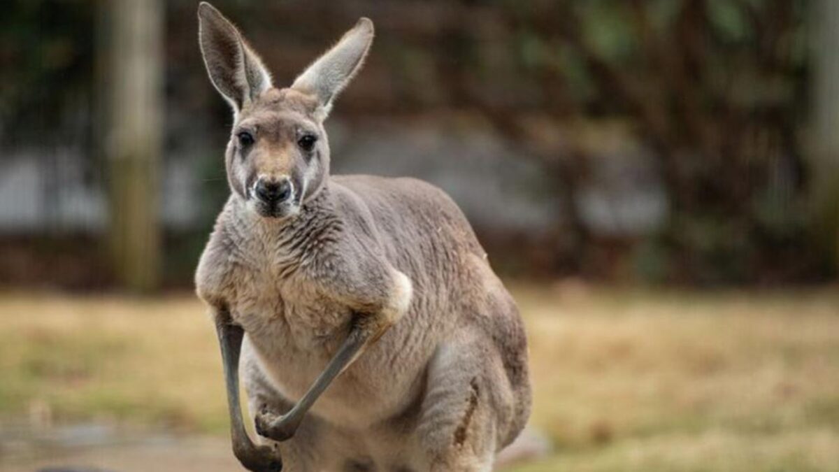 Ülke İsimlerinin Anlamları: Ülkelerin İsimleri Nereden Geliyor?