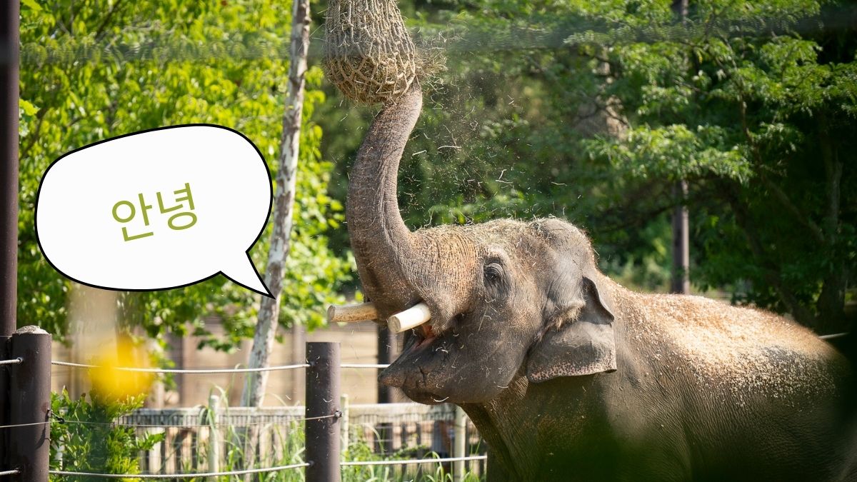 Korece Konuşabilen Tatlı Mı Tatlı Asya Fili Kosik | ListeList.com