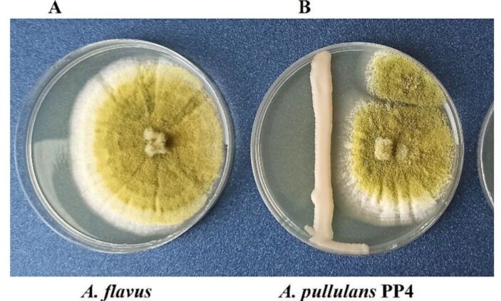 Aspergillus Flavus Mantarı Kansere Çare Olabilir mi? | ListeList.com