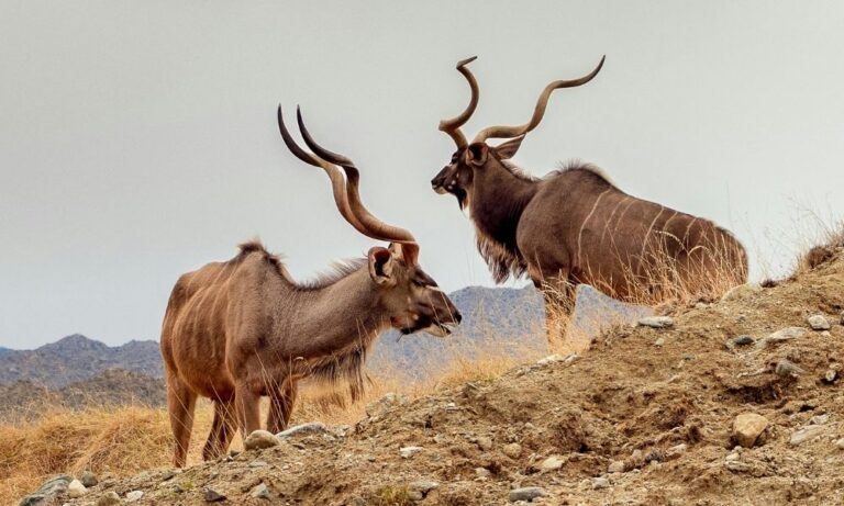 Sayga Antilobu Hakkında Bilmeniz Gerekenler | ListeList.com