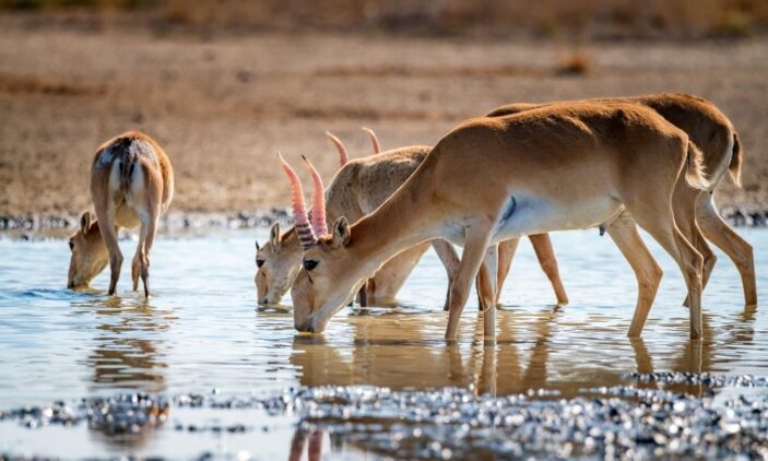 Sayga Antilobu Hakkında Bilmeniz Gerekenler | ListeList.com