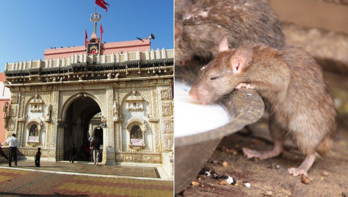 Karni Mata: Farelerin Kutsal Kabul Edildiği Tapınak | ListeList.com